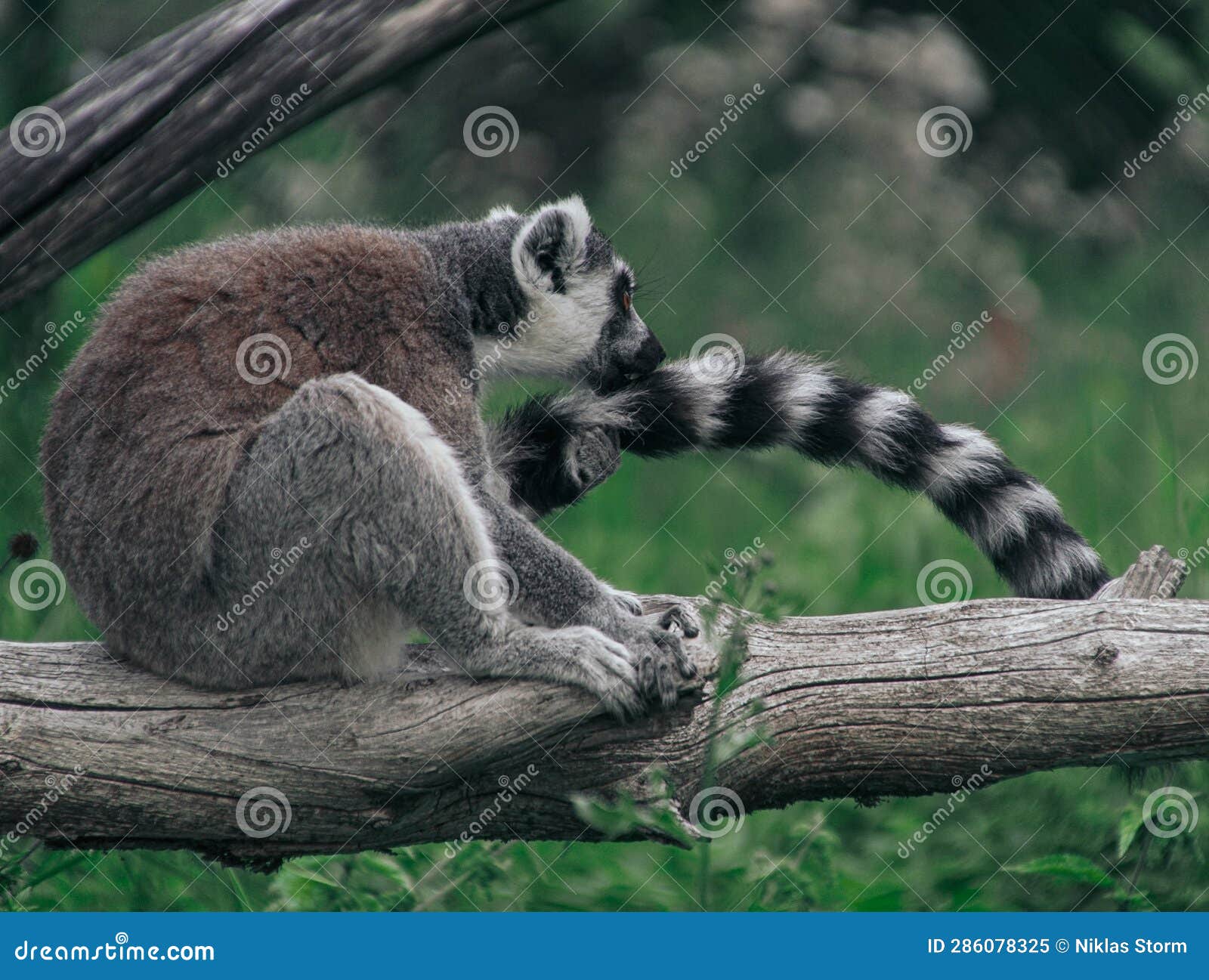 Side View of a Lemur Sitting on Tree Stock Image - Image of wildlife ...