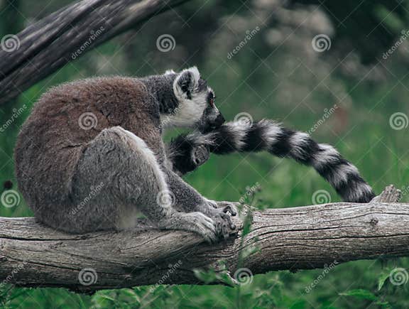 Side View of a Lemur Sitting on Tree Stock Image - Image of wildlife ...