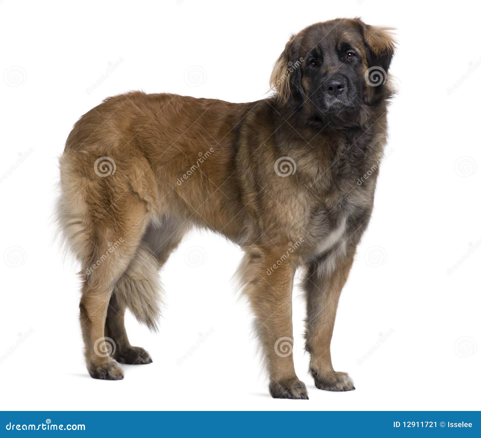 Side View Leonberger Dog Standing Stock Photos - Free & Royalty-Free ...