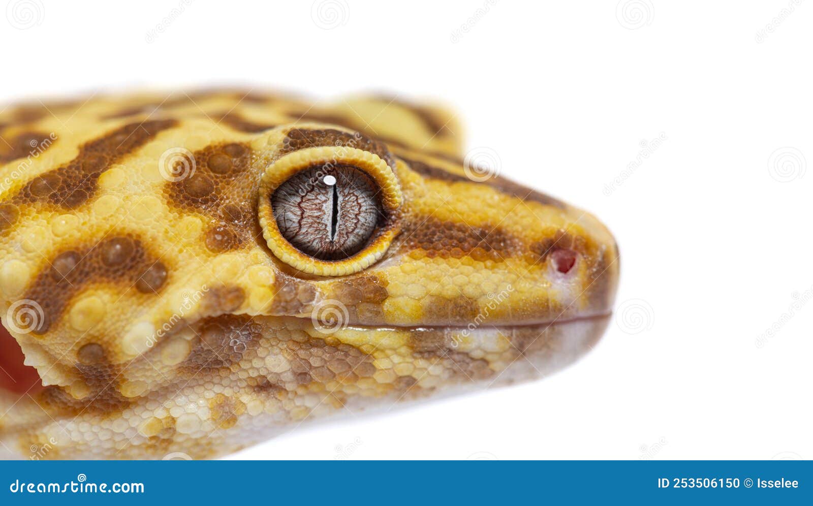 Side View of Leopard Gecko Close-up Head Stock Photo - Image of head ...