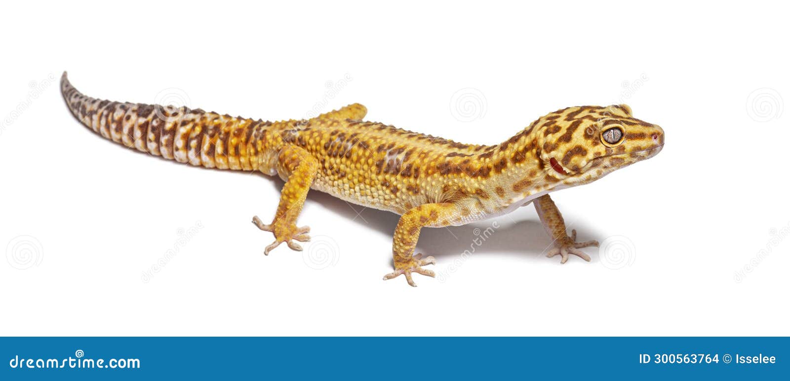 Side View of Leopard Gecko, Eublepharis Macularius, Isolated on White ...
