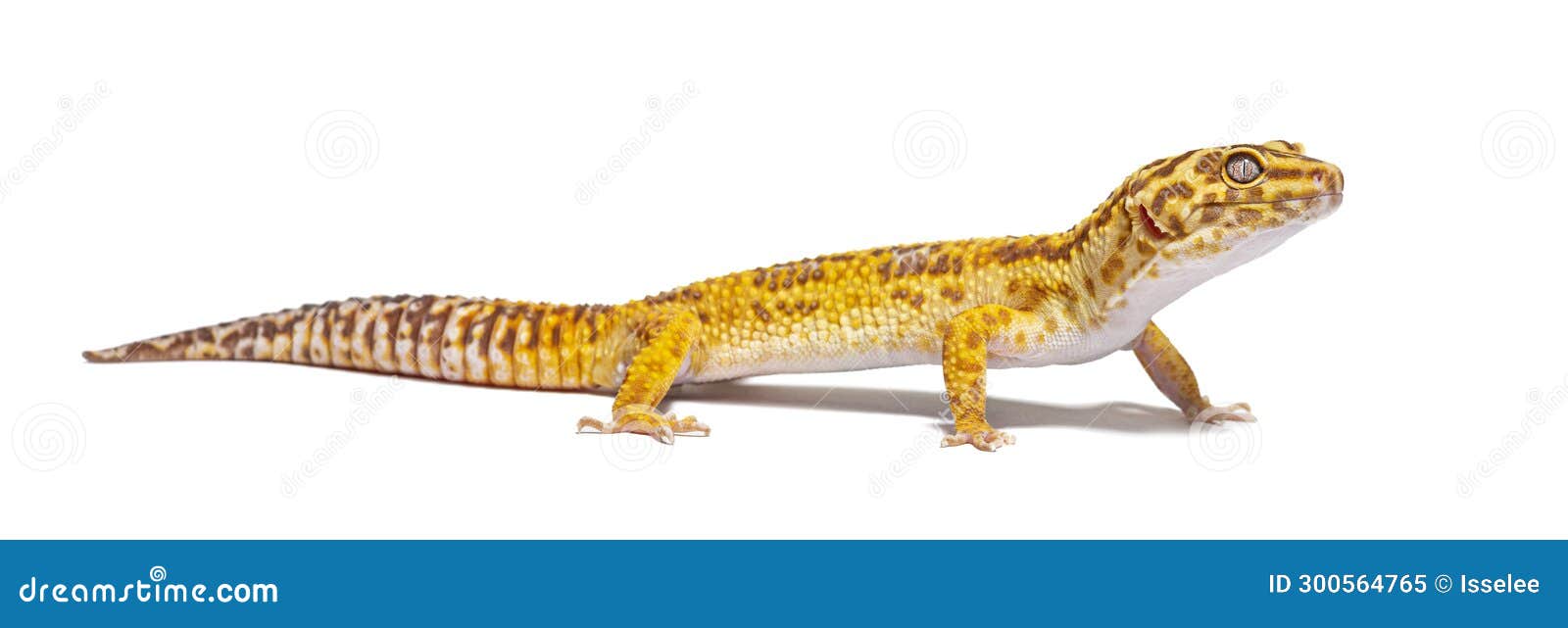 Side View of Leopard Gecko, Eublepharis Macularius, Isolated on White ...