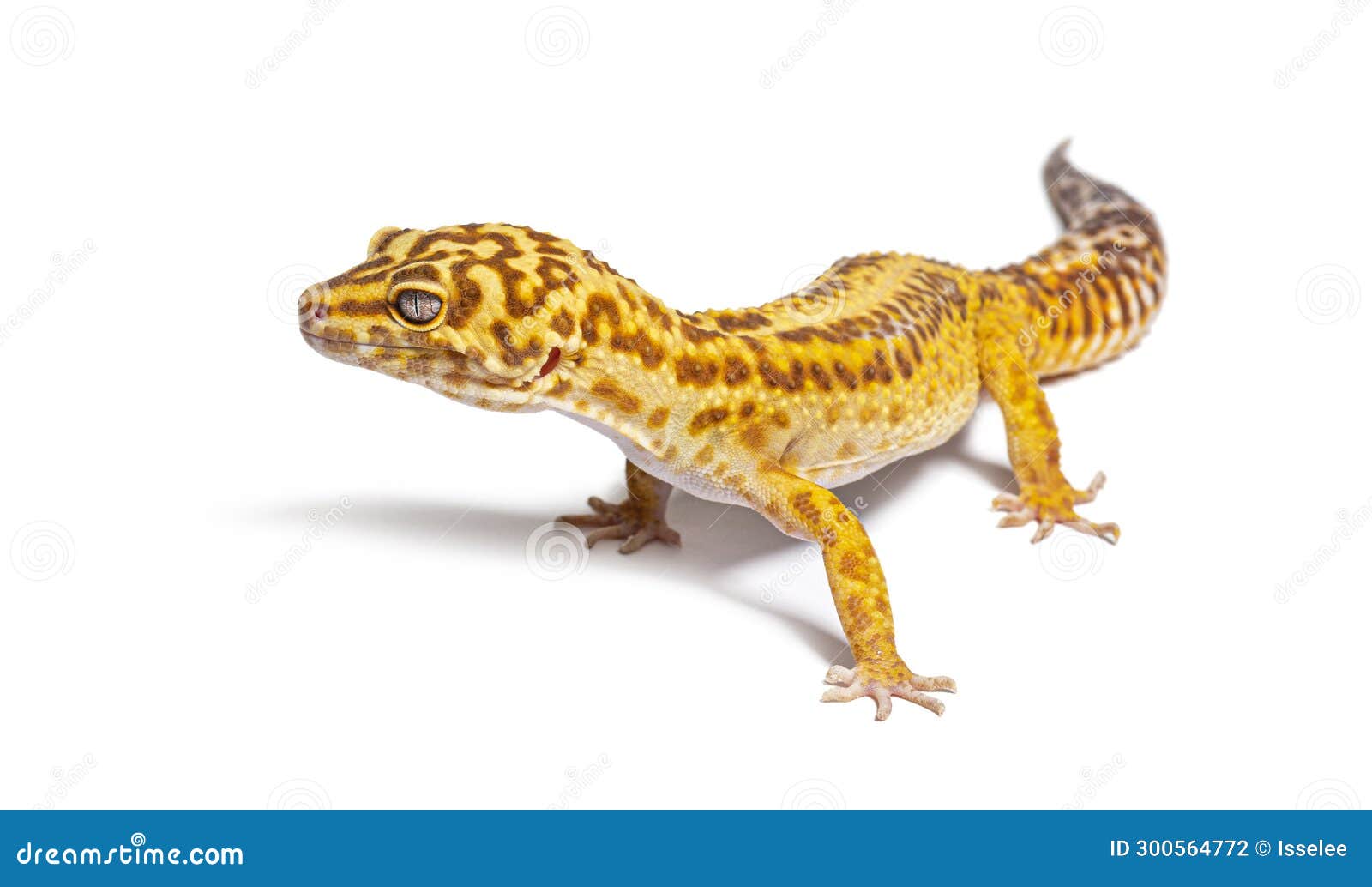 Side View of Leopard Gecko, Eublepharis Macularius, Isolated on White ...