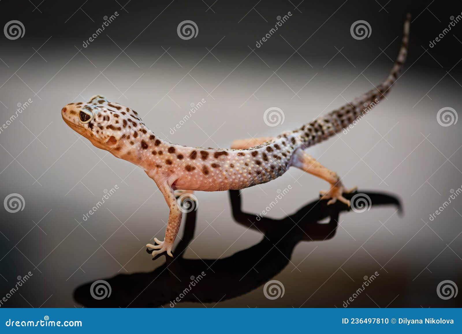 Side view of Leopard Gecko stock photo. Image of side - 236497810
