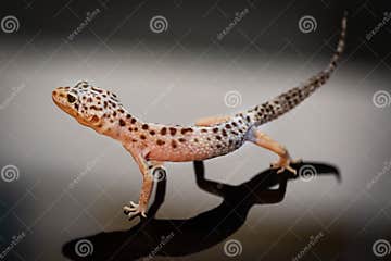 Side view of Leopard Gecko stock photo. Image of side - 236497810