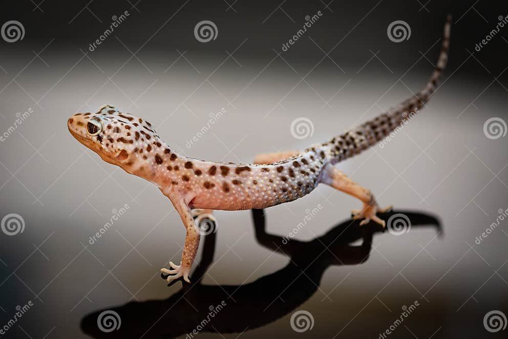 Side view of Leopard Gecko stock photo. Image of side - 236497810