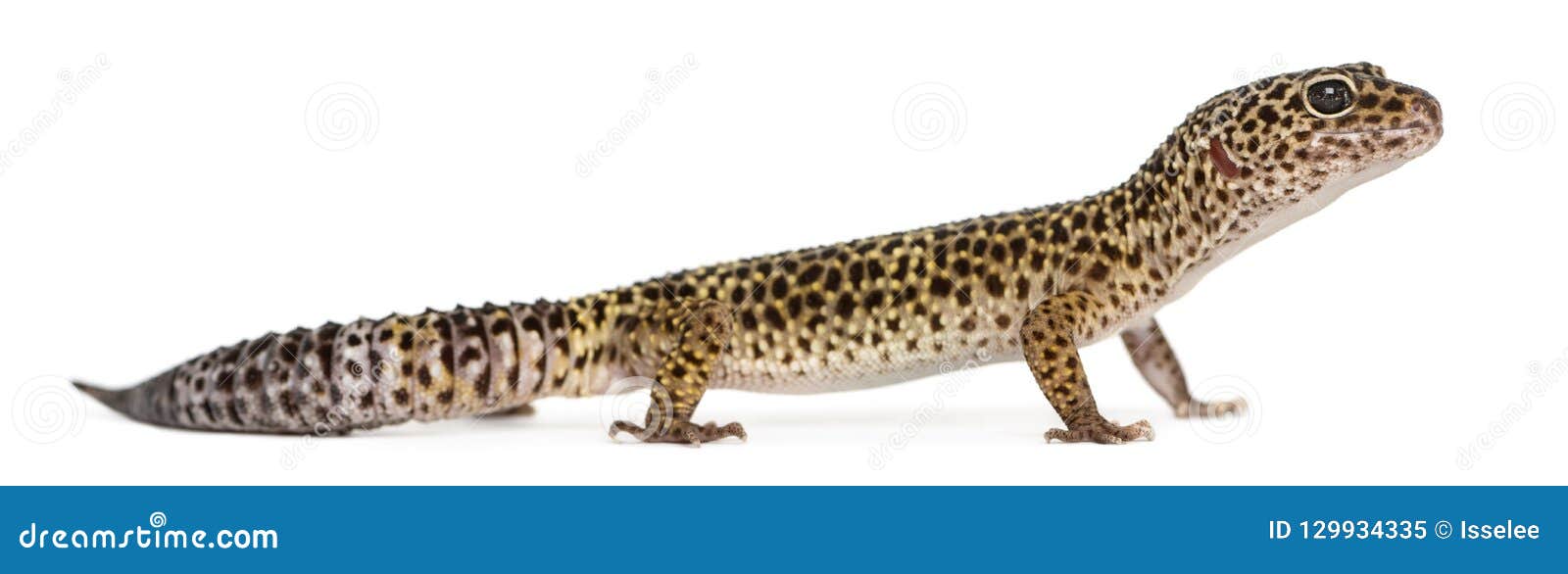 Side View of a Leopard Gecko Standing, Eublepharis Macularius Stock ...