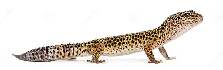 Side View of a Leopard Gecko Standing, Eublepharis Macularius Stock ...