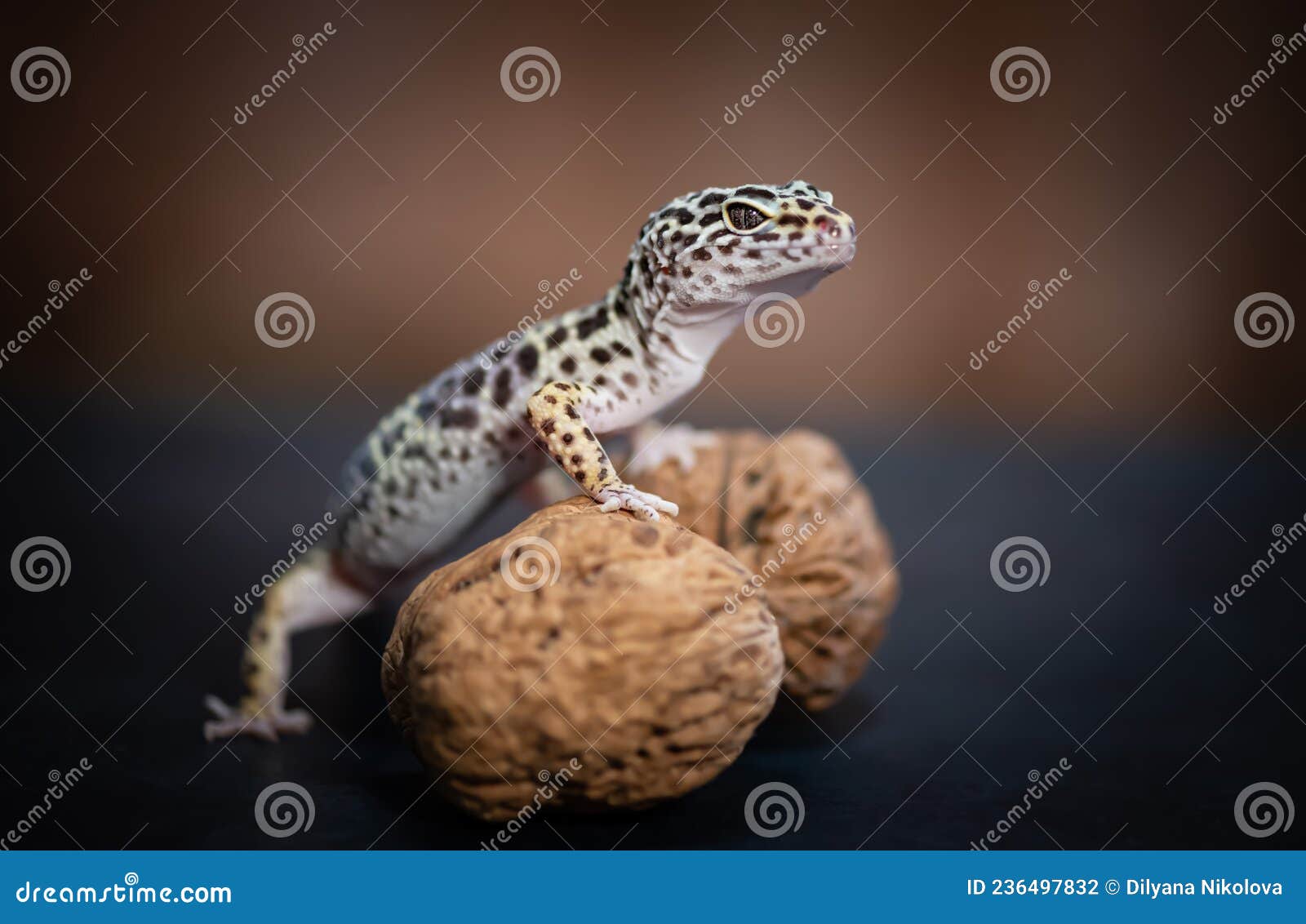 Side View of Leopard Gecko Stepped Over Walnuts Stock Photo - Image of ...