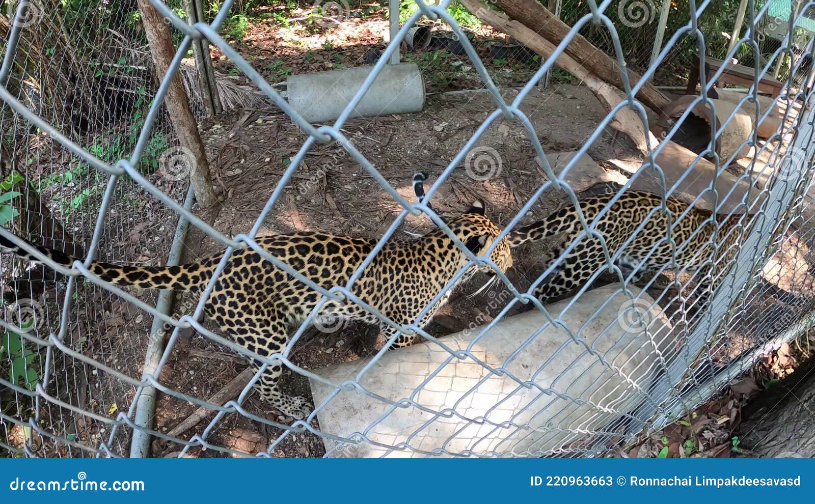 Side View of Leopard, Portrait of Leopard in Cage Stock Video - Video ...