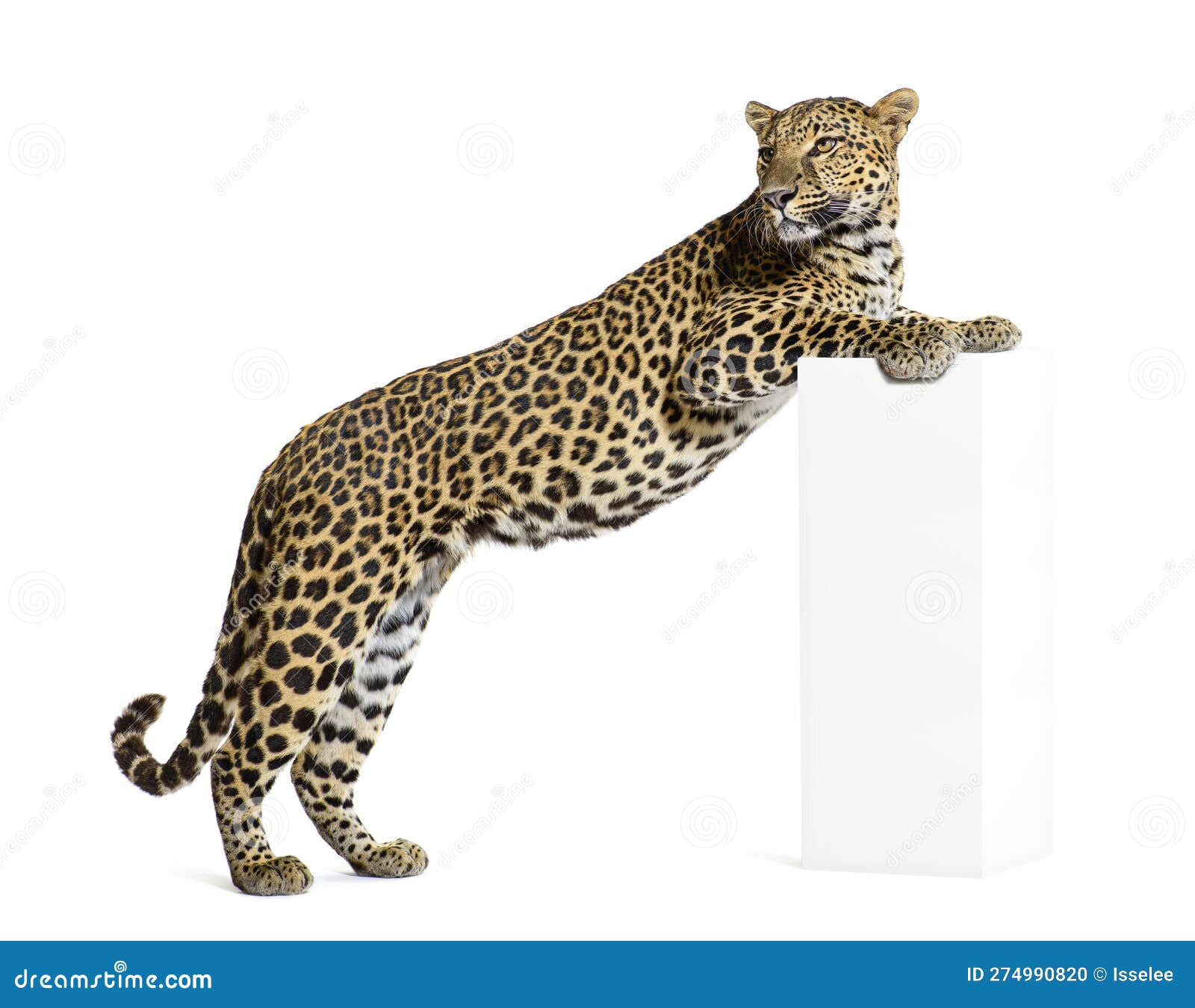 Side View of a Leopard Standing with Its Front Legs on a Base Panthera ...