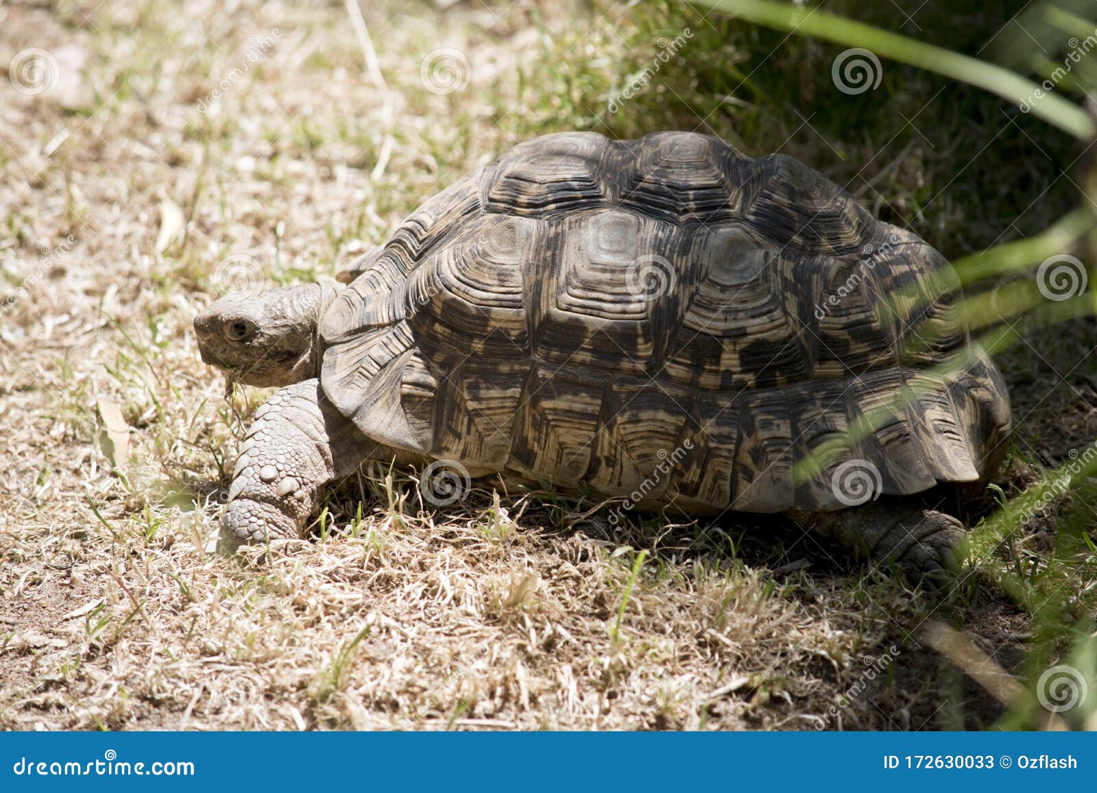 This is a Side View of a Leopard Tortoise Stock Image - Image of ...