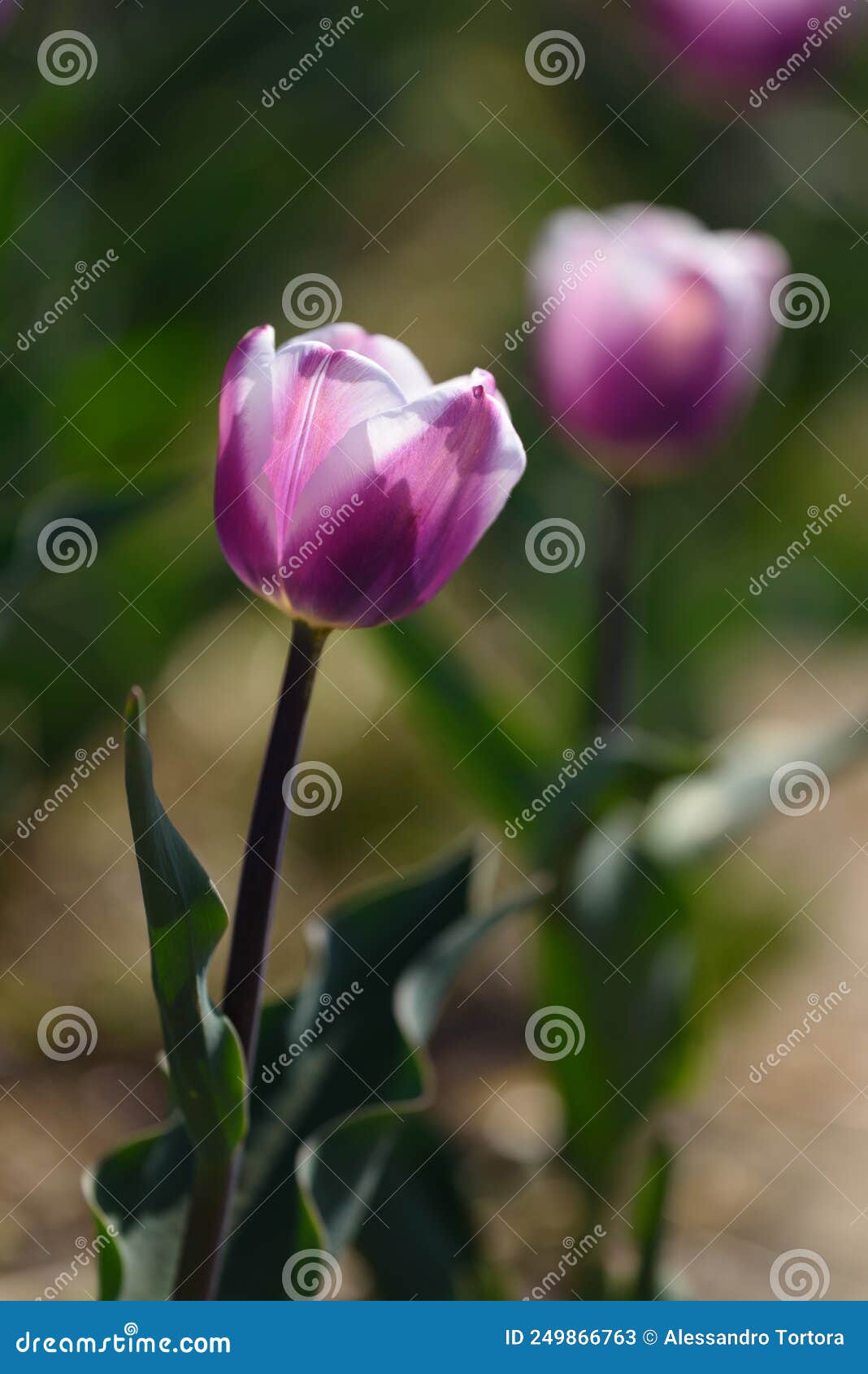 Side View of Librije Tulips in a Field of Flower Crops Against a ...