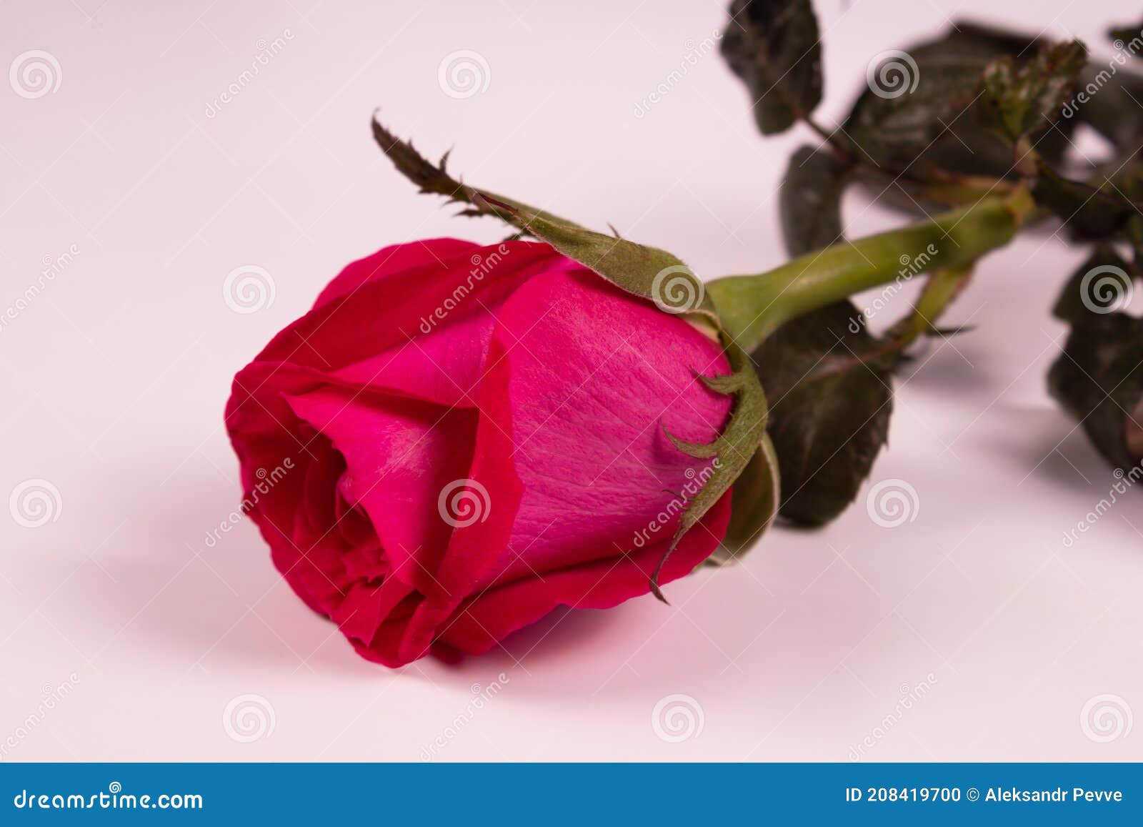 Side View of a Lilac Rose Bud on a Stem Stock Photo - Image of flower ...