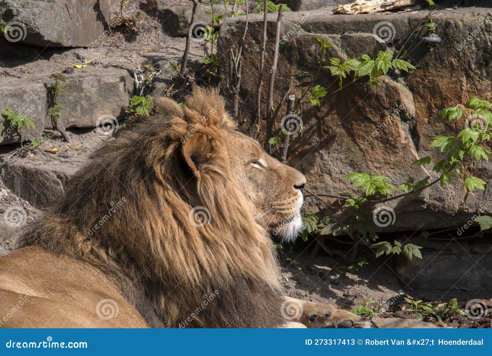 Side View Lion at Amsterdam the Netherlands 11-4-2022 Stock Image ...