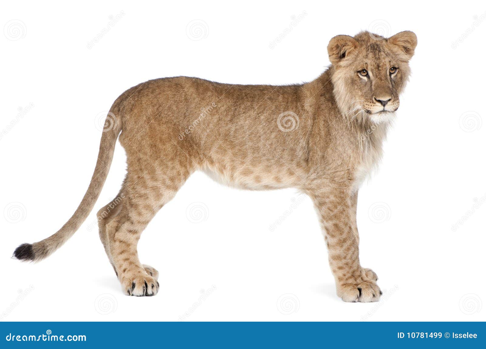 Side View of Lion Cub, 8 Months Old, Standing Stock Image - Image of ...