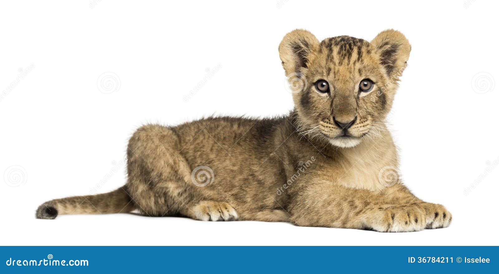218 Side View Lion Cub Stock Photos - Free & Royalty-Free Stock Photos ...