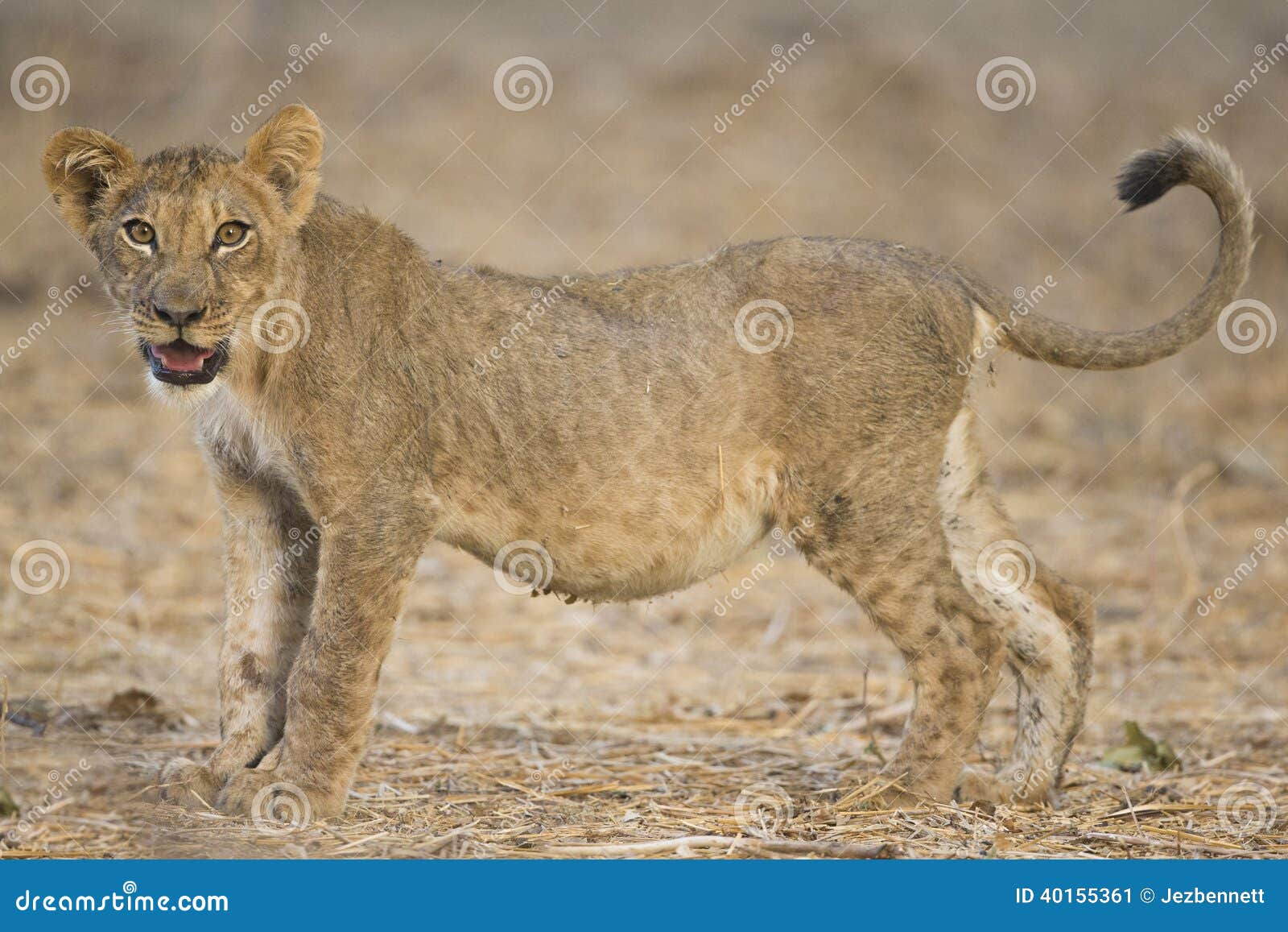 Side View Of A Lion Cub Stock Image | CartoonDealer.com #40155361