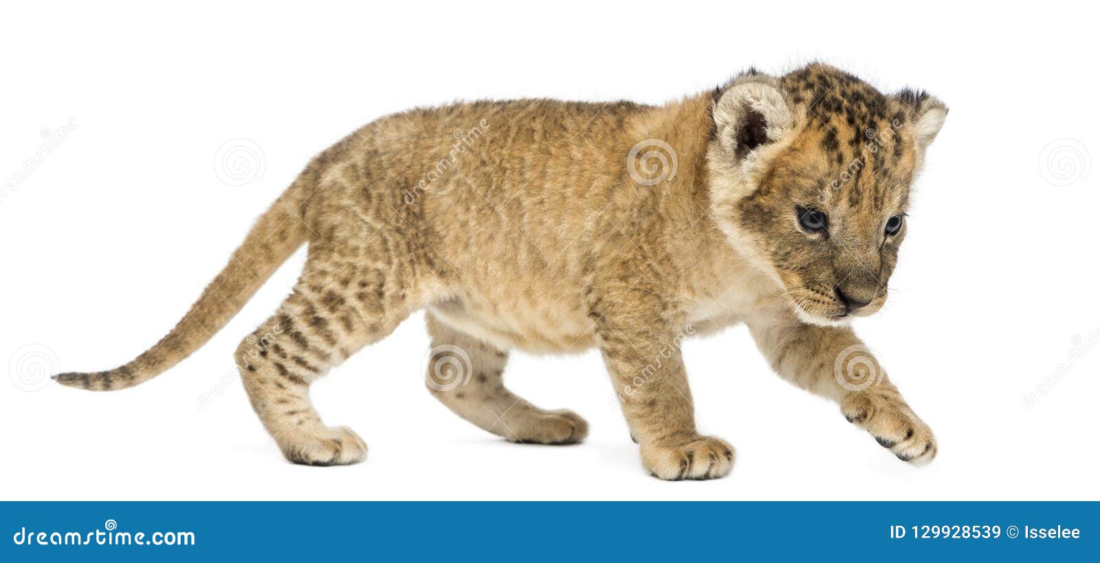 Side View of a Lion Cub Prowling,16 Days Old Stock Image - Image of ...