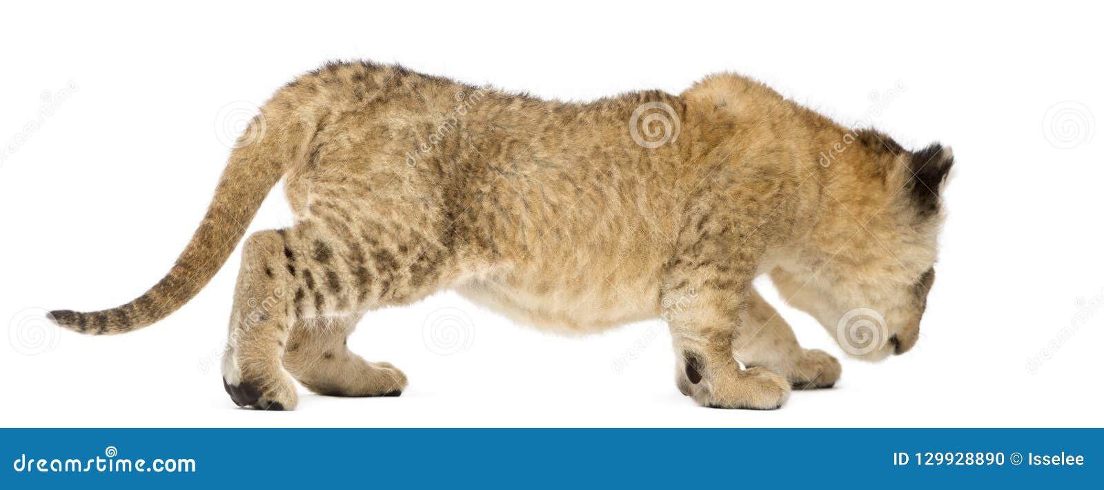 Side View of a Lion Cub Prowling,16 Days Old Stock Photo - Image of ...