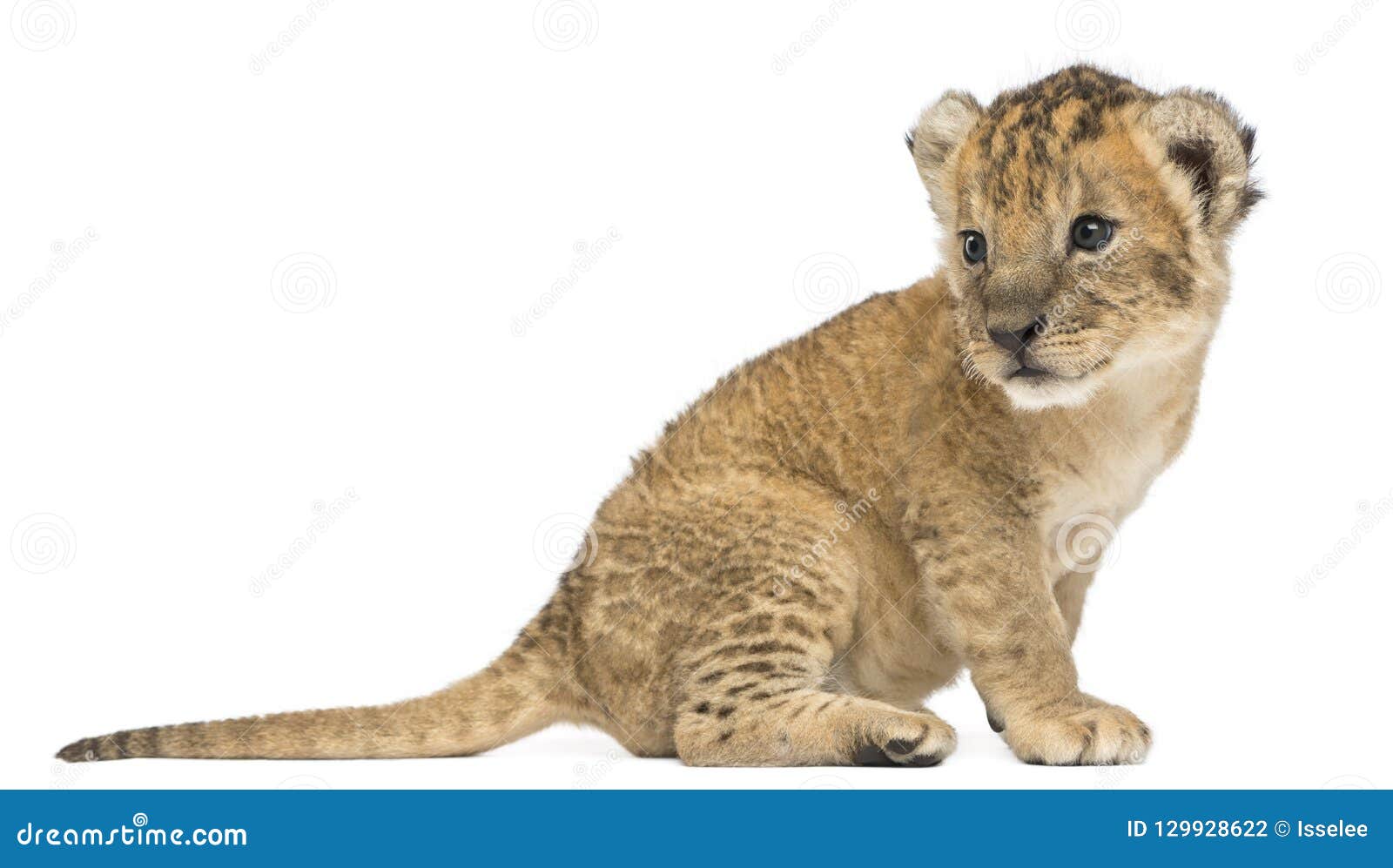 Side View of a Lion Cub Sitting, Looking Backwards Stock Photo - Image ...