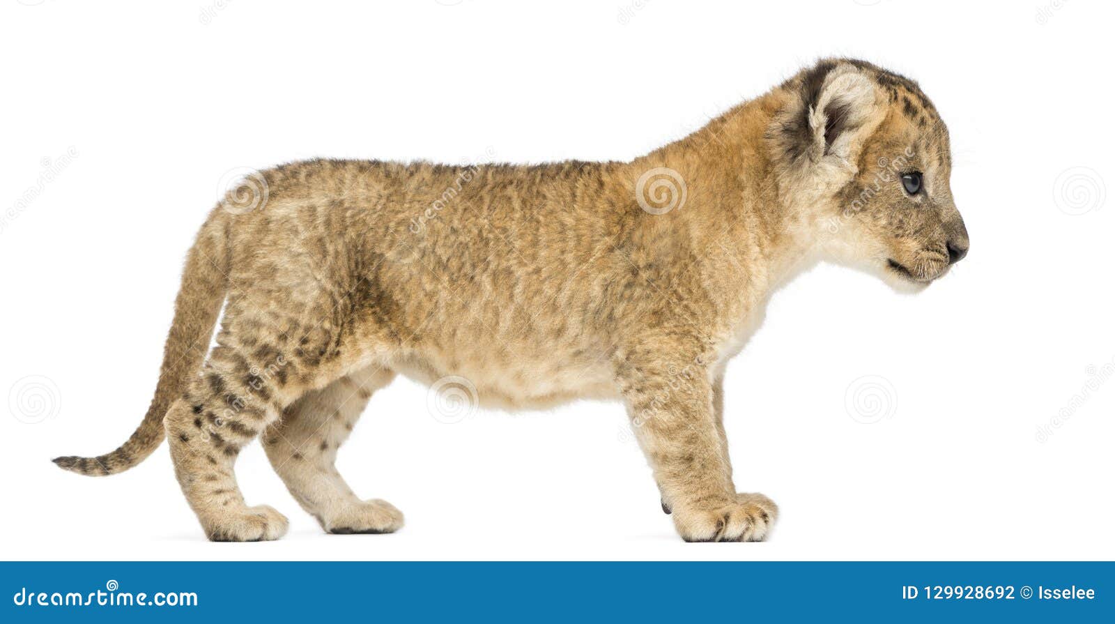 Side View of a Lion Cub Standing, 16 Days Old Stock Photo - Image of ...