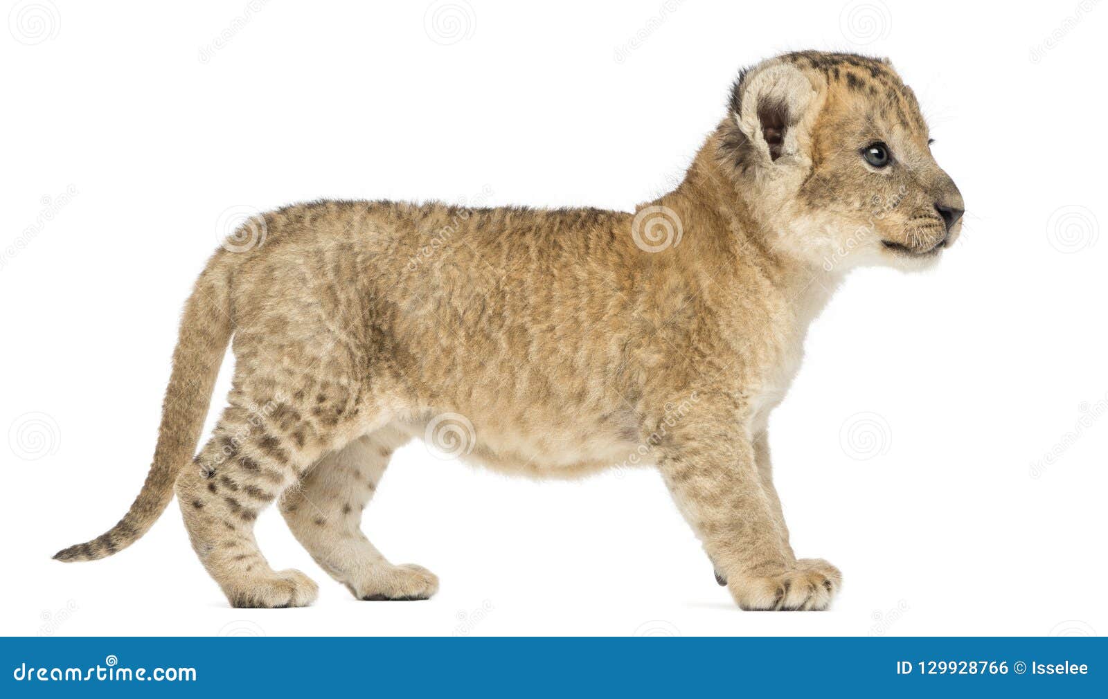 Side View of a Lion Cub Standing, 16 Days Old Stock Photo - Image of ...