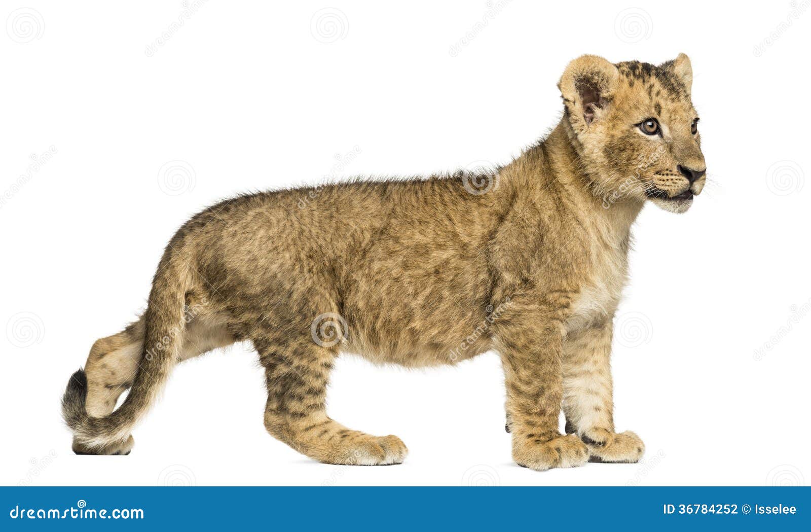 Side View of a Lion Cub Standing, Looking Away, 10 Weeks Old Stock ...
