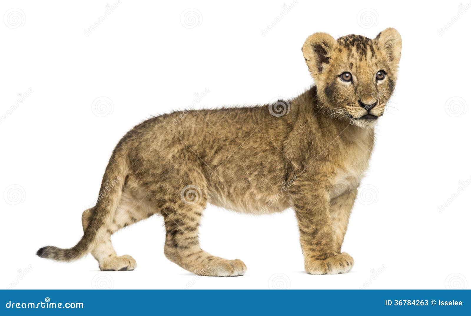 Side View of a Lion Cub Standing, Looking Away, 10 Weeks Old Stock ...