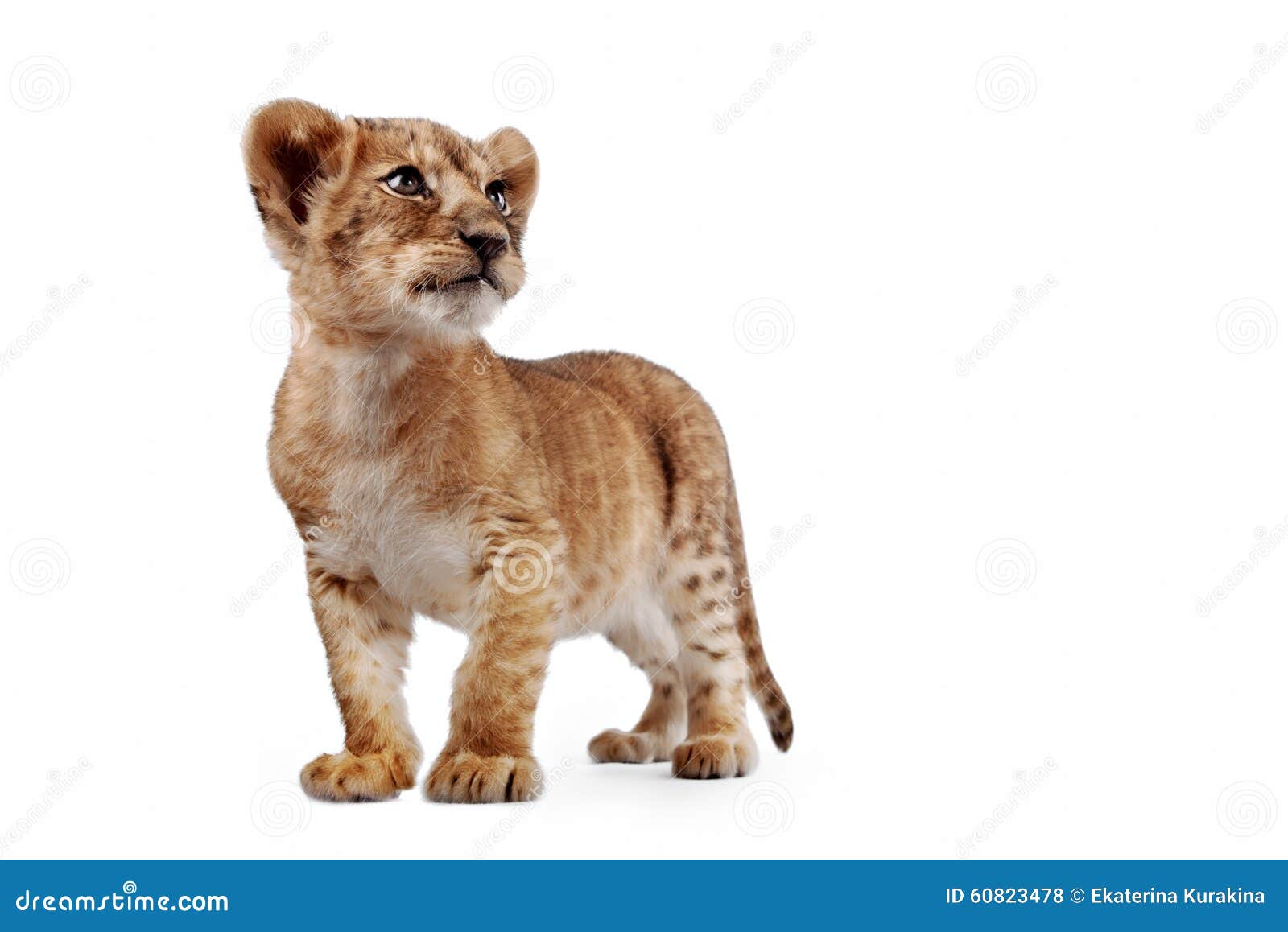 Side view of a Lion cub stock photo. Image of feline - 60823478