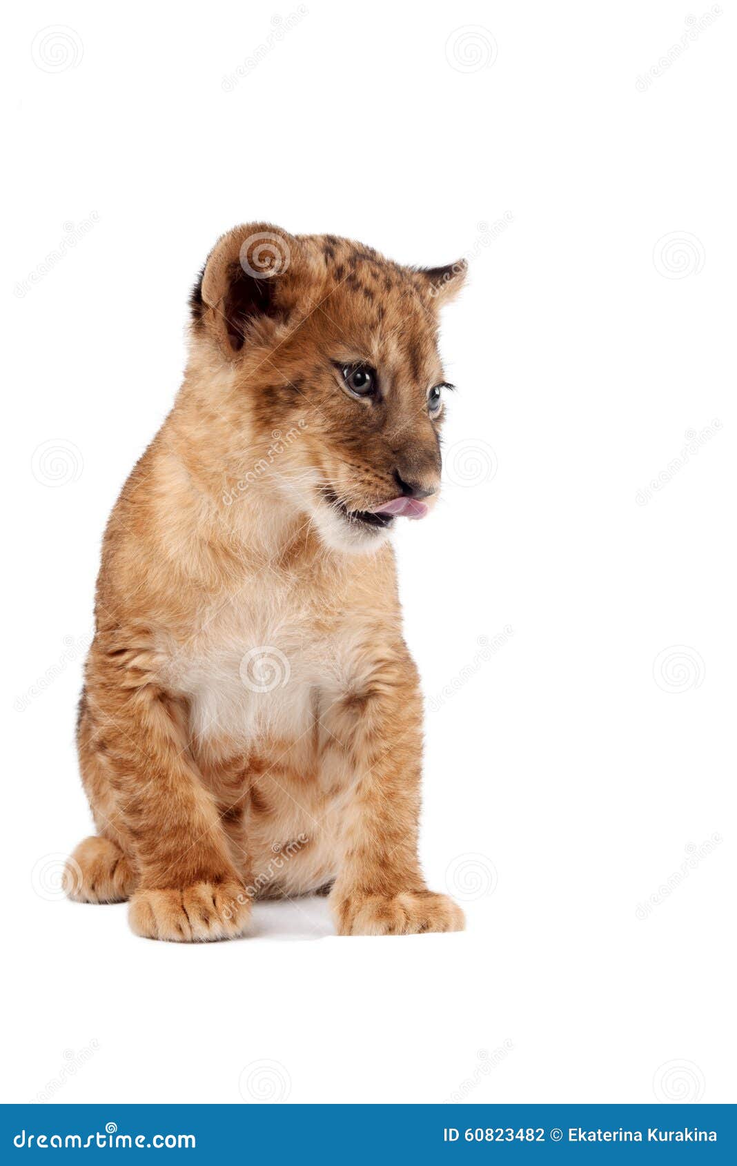 Side view of a Lion cub stock photo. Image of vertebrate - 60823482