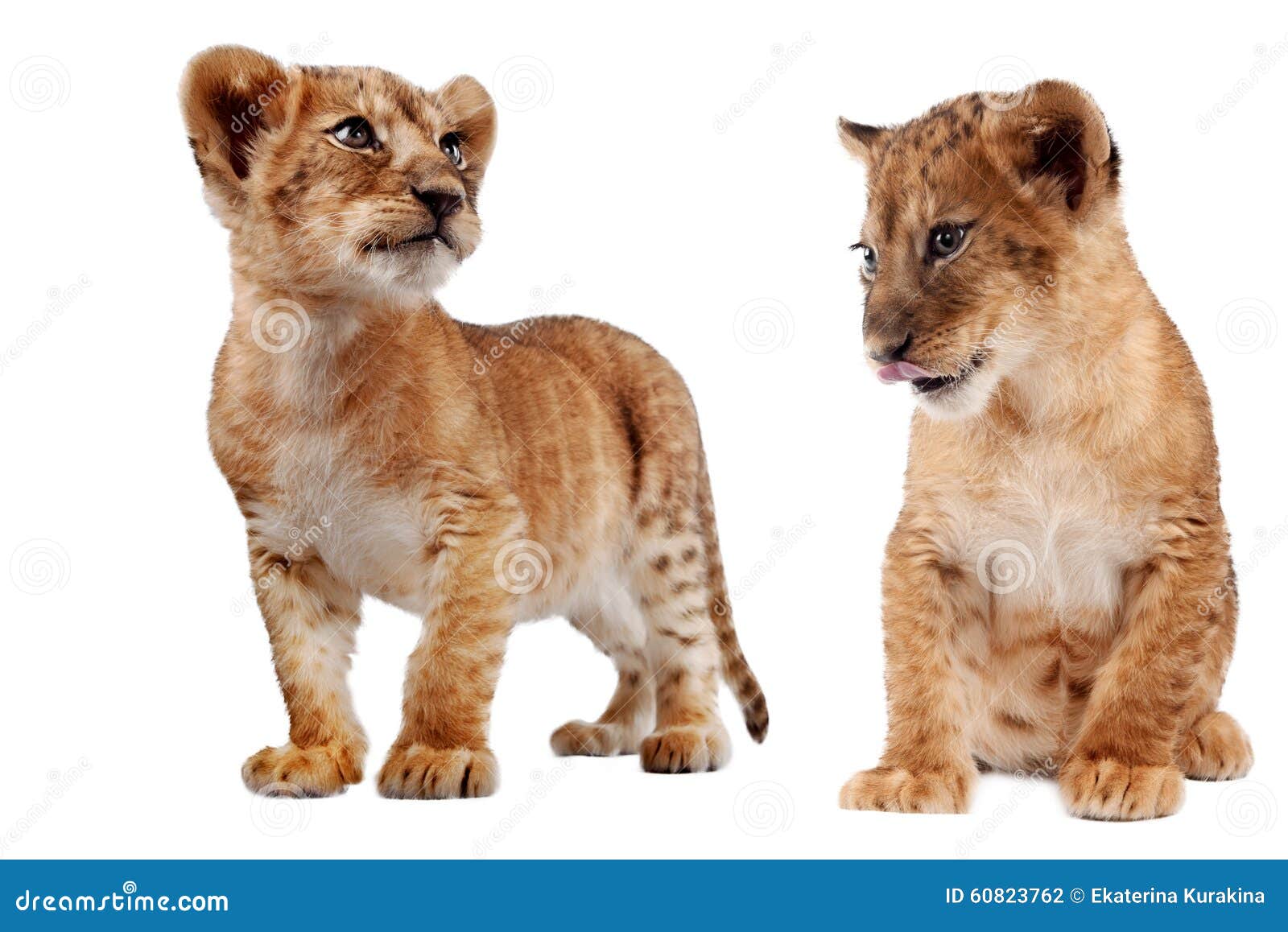 Side view of a Lion cub stock photo. Image of profile - 60823762