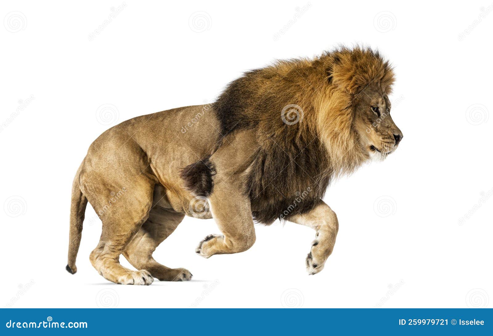 Side View of a Lion Jumping, , Isolated on White Stock Image - Image of ...