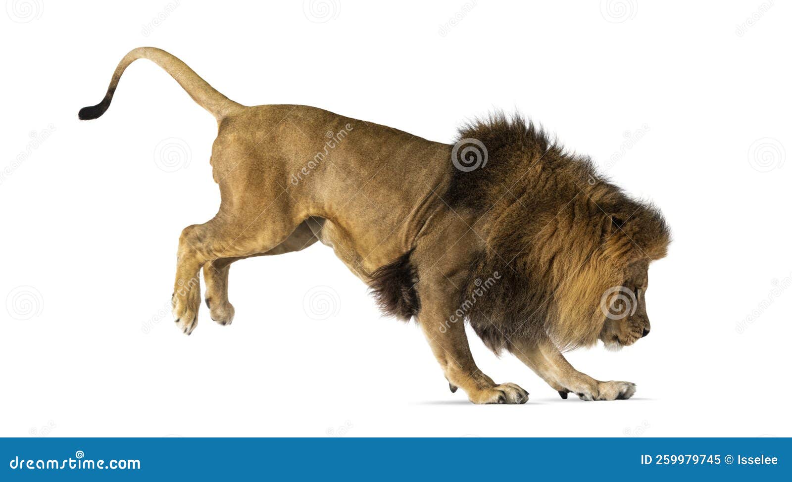 Side View of a Lion Jumping, , Isolated on White Stock Image - Image of ...