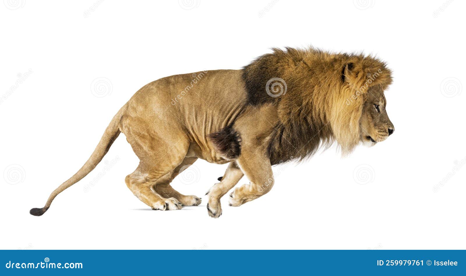 Side View of a Lion Jumping, , Isolated on White Stock Image - Image of ...