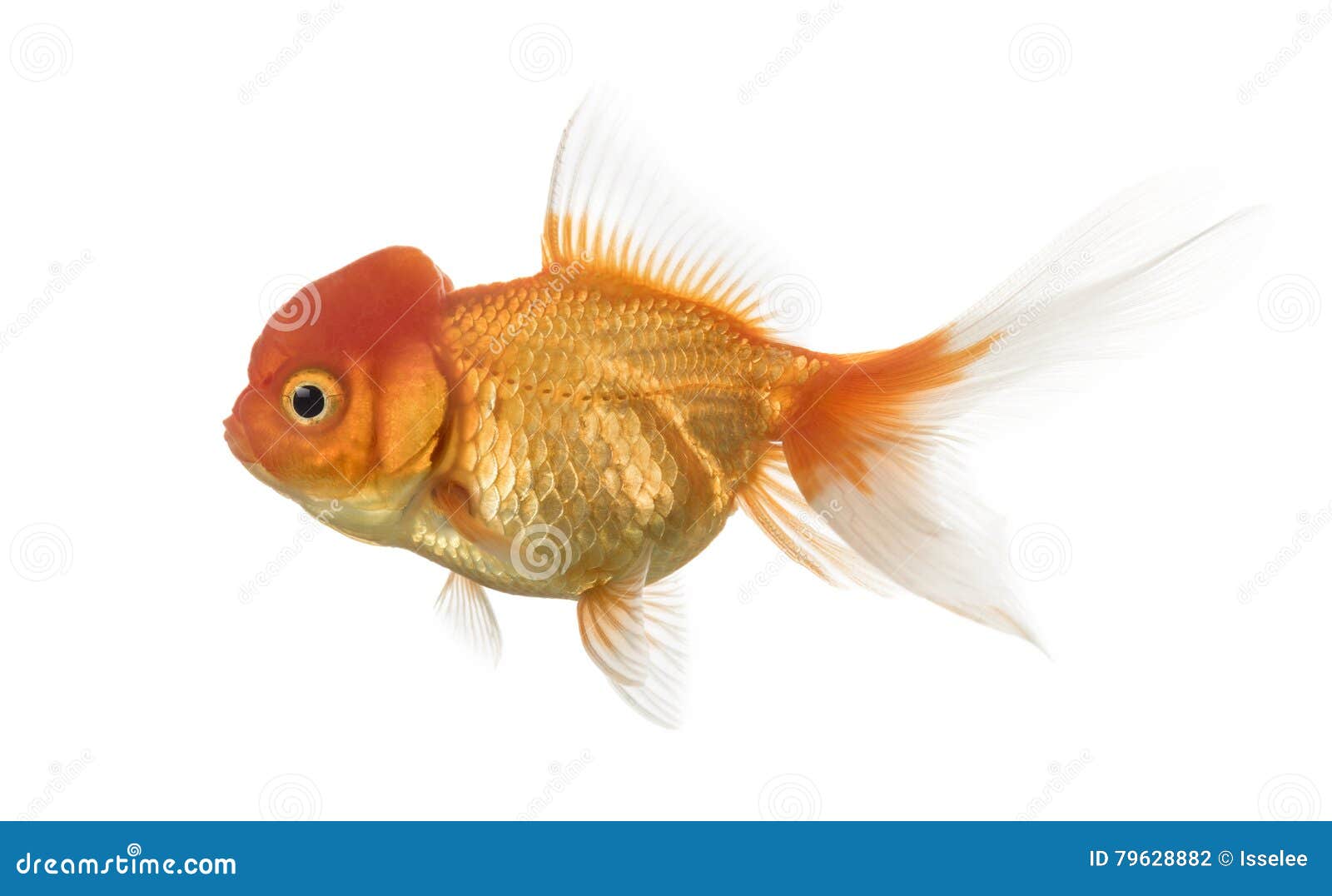 Side View of a Lion S Head Goldfish Isolated on White Stock Photo ...