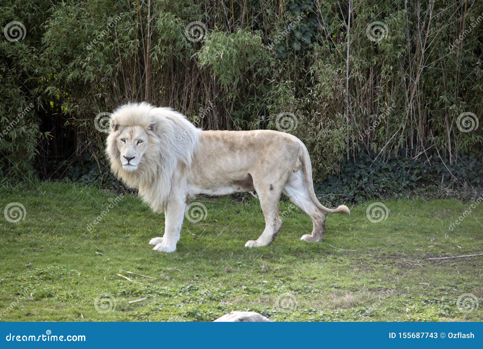 This is a Side View of a Lion Stock Image - Image of lioness, white ...