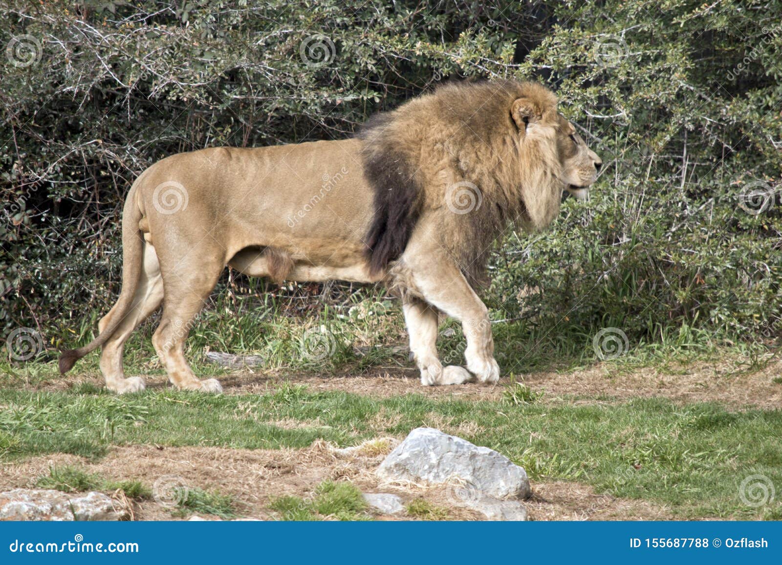 This is a Side View of a Lion Stock Photo - Image of feline, vicious ...