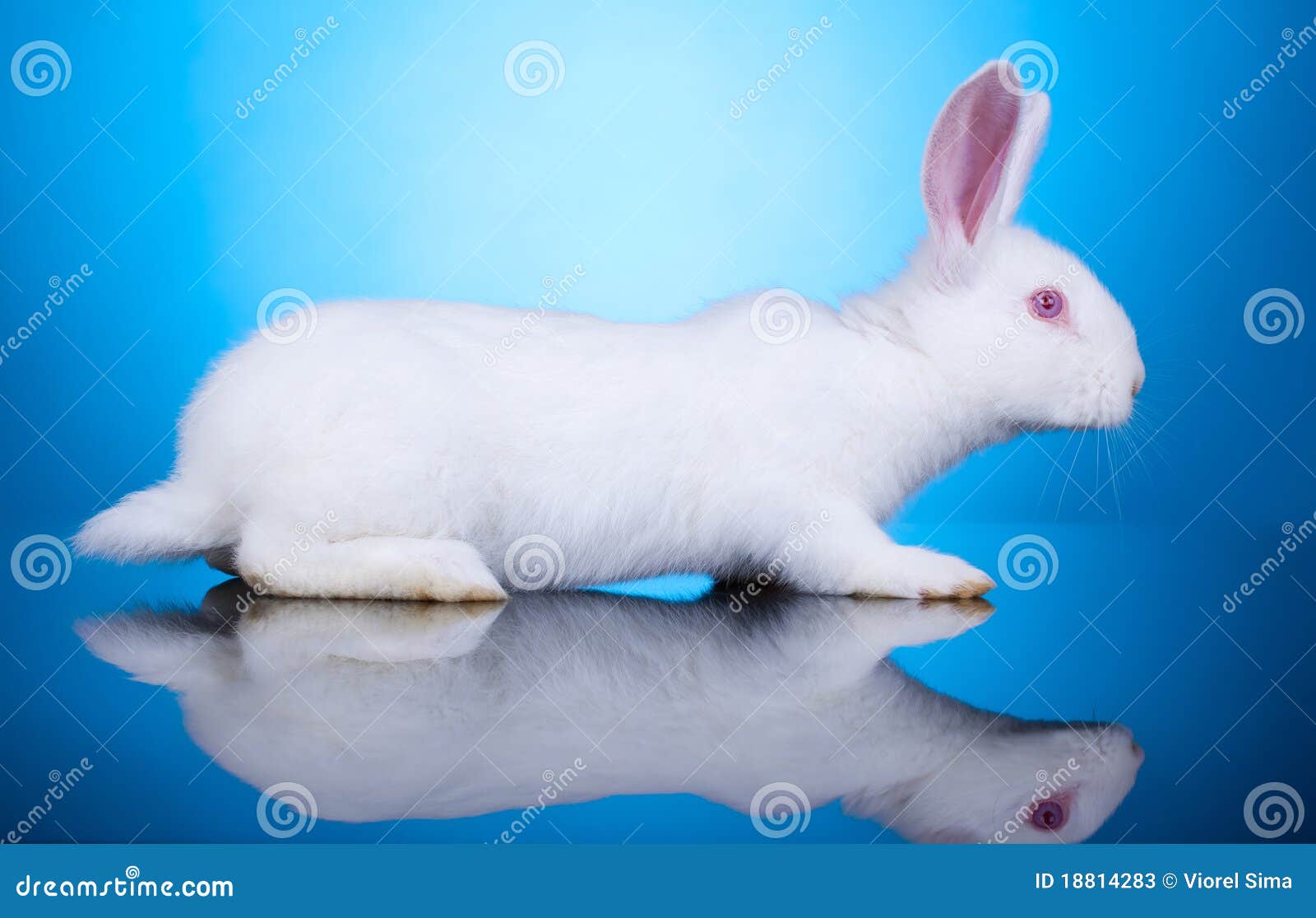 Little Boy In Bunny Costume With Painted Teeth Stock Photo ...