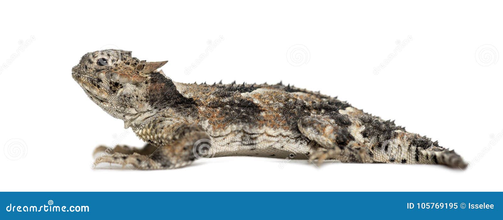 Side View of a Lizard Lying, Isolated Stock Image - Image of wild, side ...