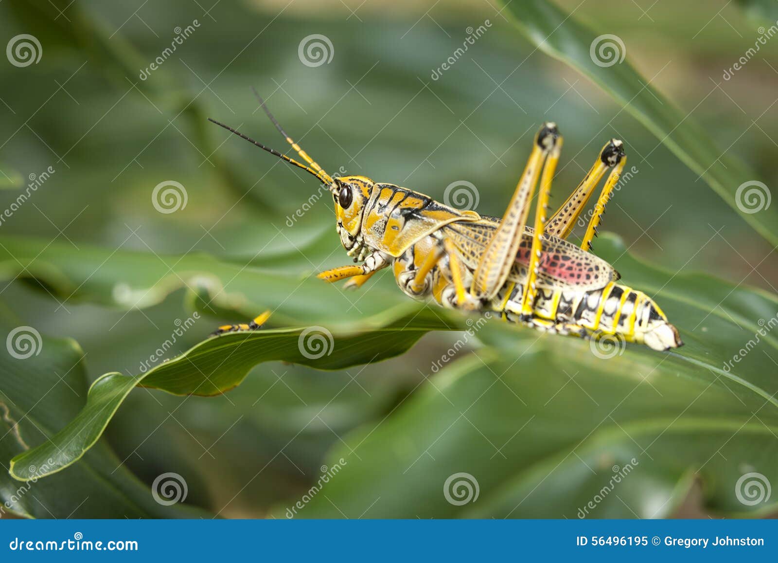 Side view of locust. stock image. Image of biology, nature - 56496195