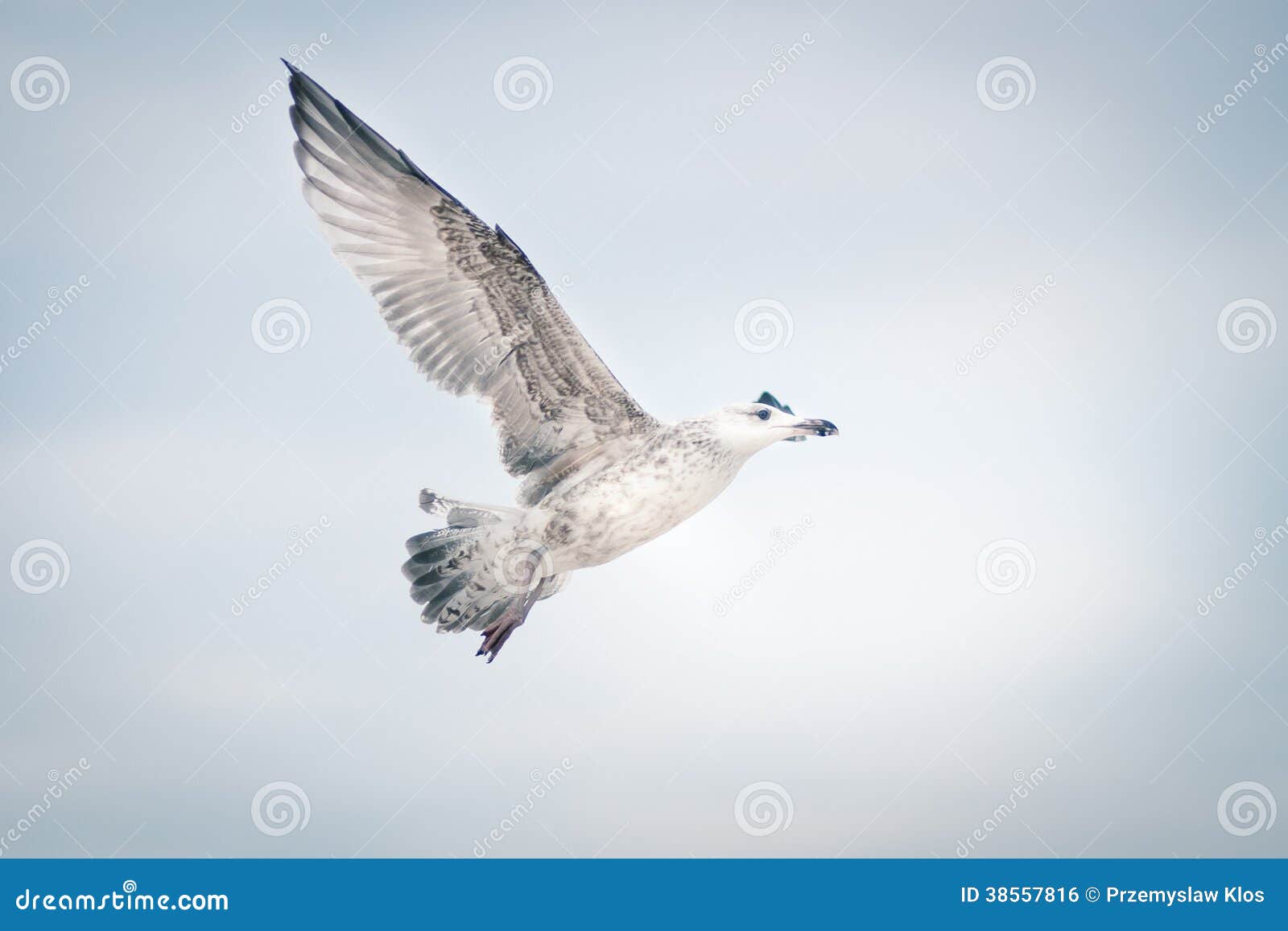 Side view of lone seagull stock photo. Image of gull - 38557816