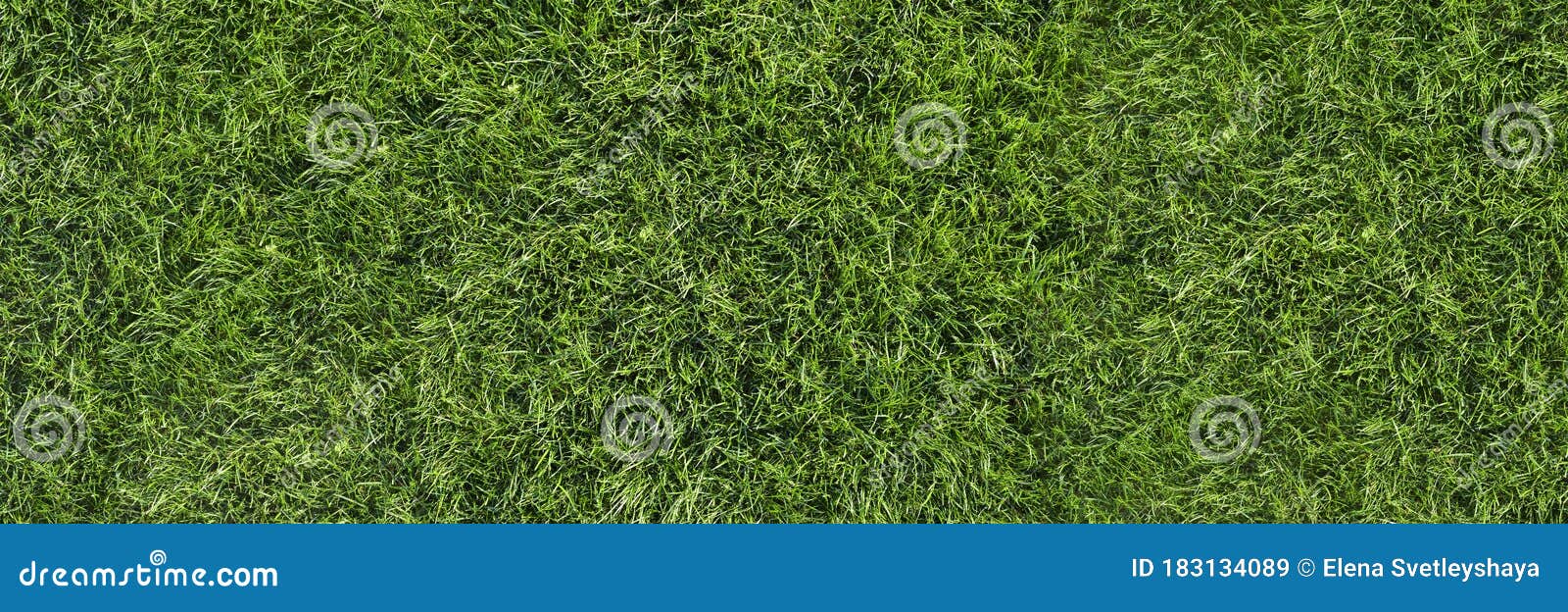 Side View on Long and Bright Green Grass Texture. Green Field Backgroun ...