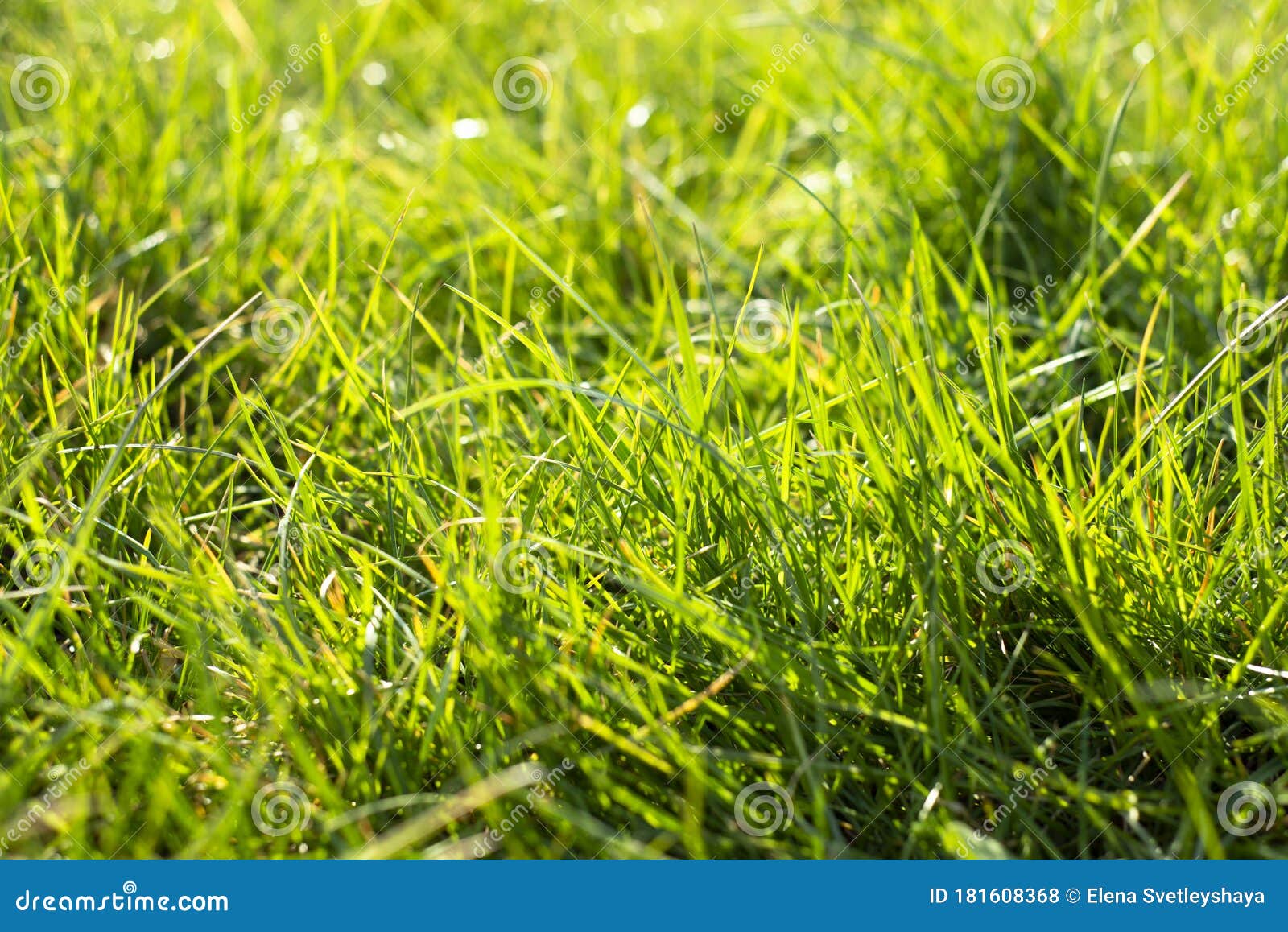 Side View on Long and Bright Green Grass Texture Stock Photo - Image of ...