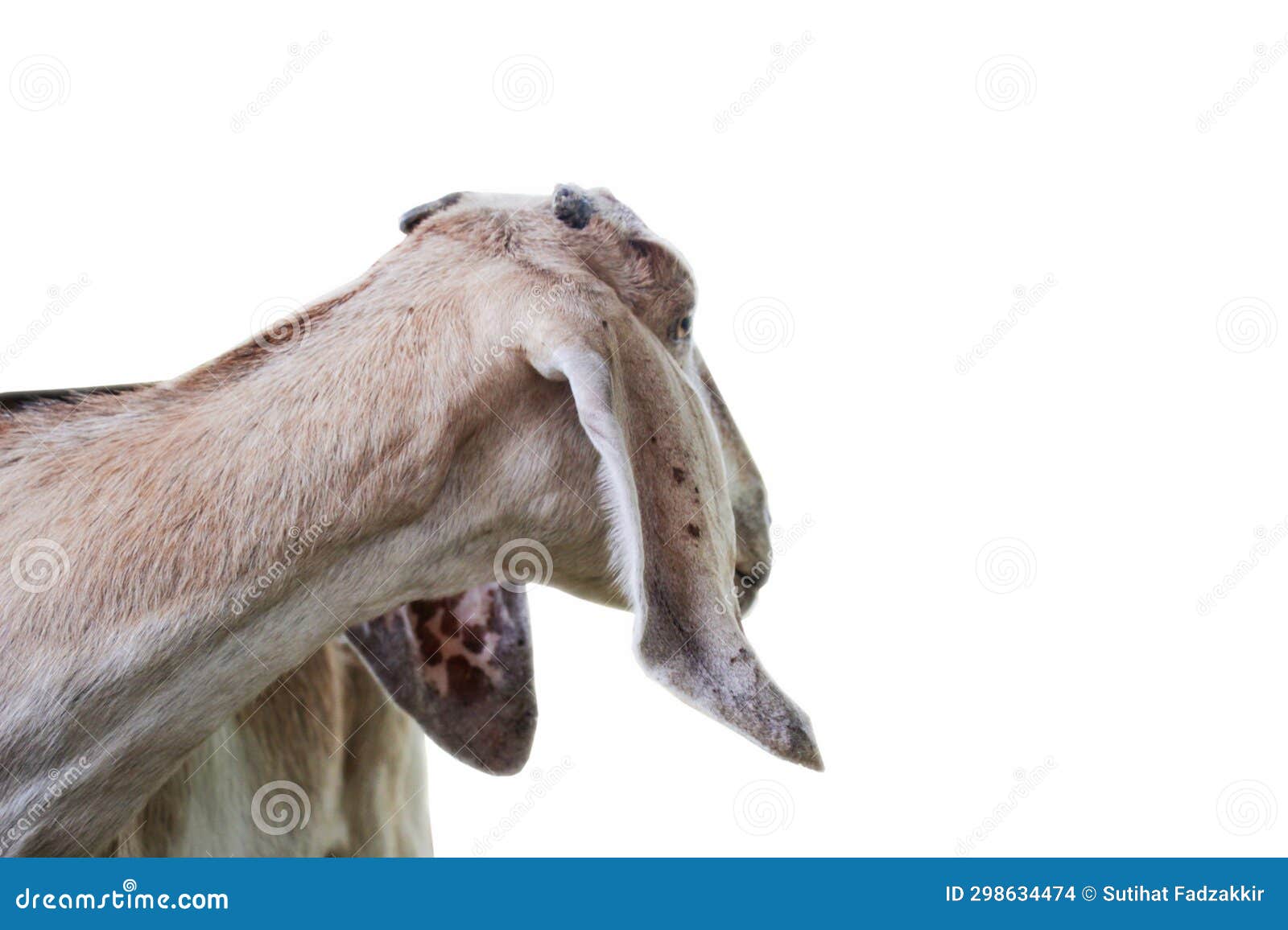Side View of Long-eared Goat Stock Photo - Image of clipping, ears ...