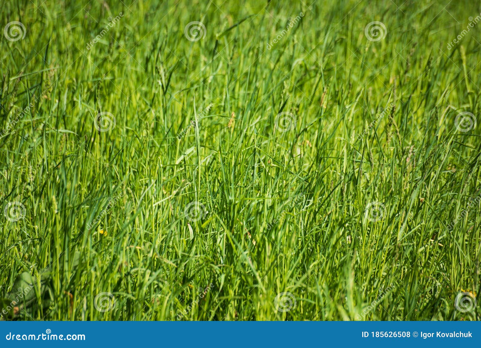 Side View of Long Green Grass Stock Photo - Image of color, landscape ...