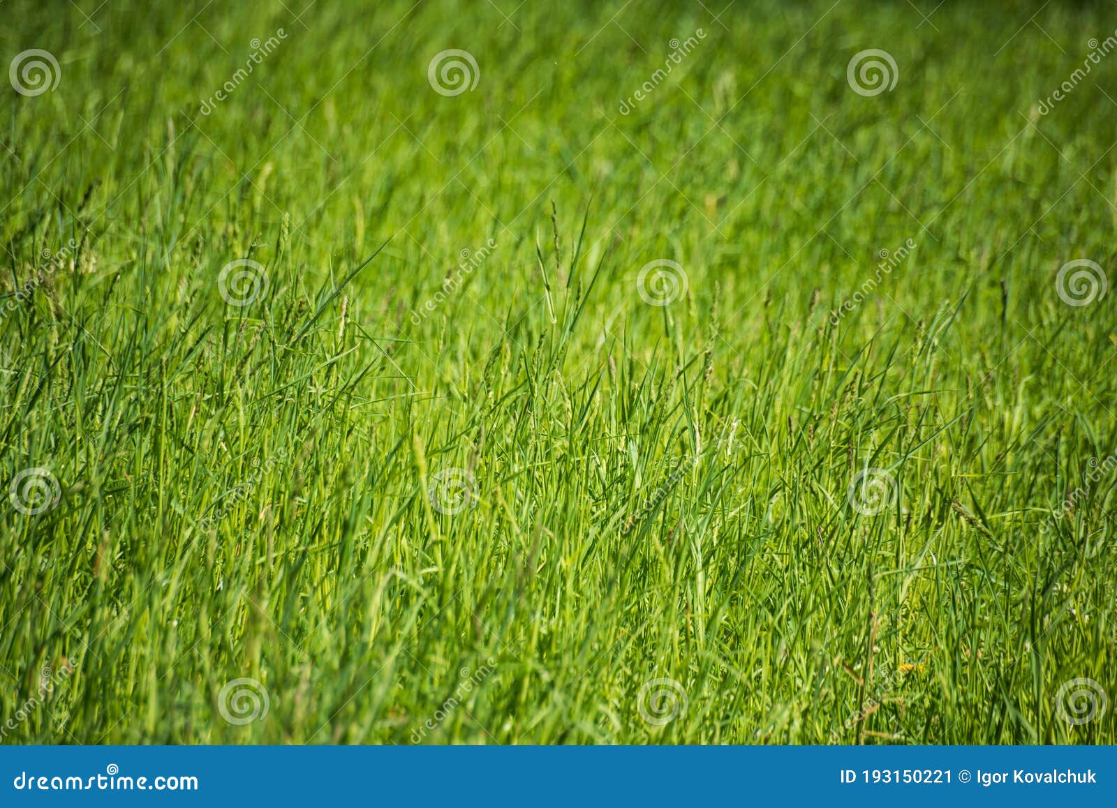 Side View of Long Green Grass Stock Image - Image of land, grow: 193150221