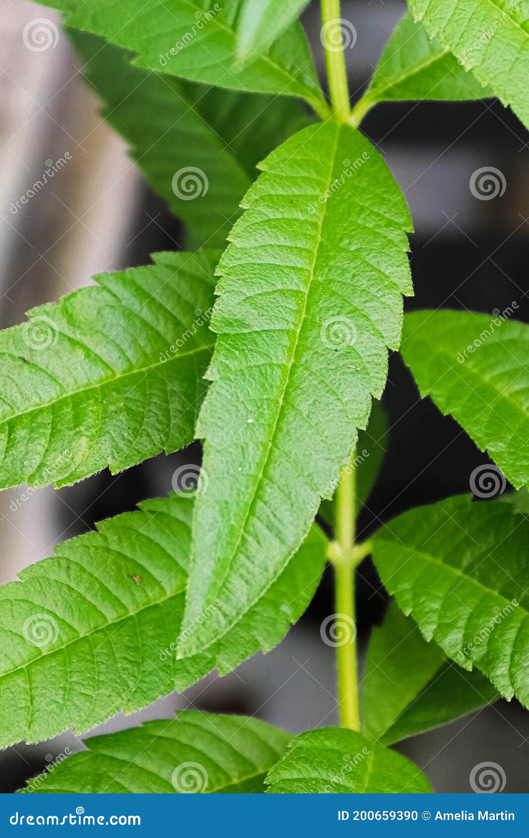 The Side View of a Long Leaf on a Stevia Herb Plant Stock Photo - Image ...