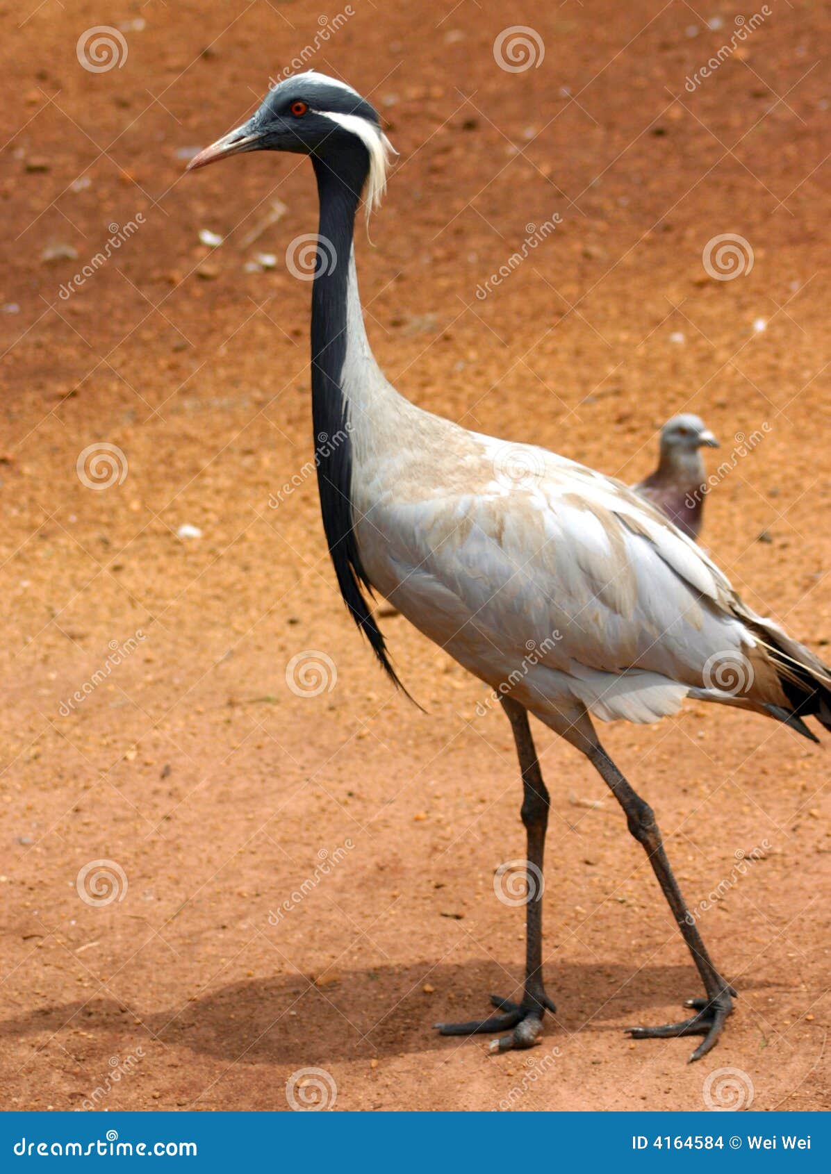 Side View of Long Legged Bird Stock Photo - Image of feathers, beauty ...