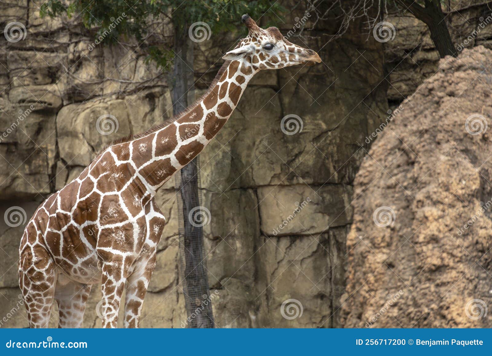 Side View of a Long Necked Giraffe at a Zoo Stock Photo - Image of head ...